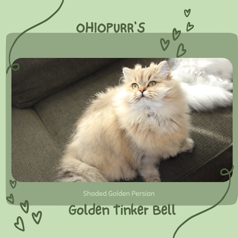 Golden Persian